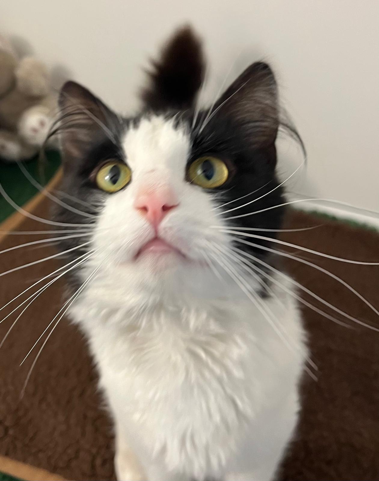 Susan Sinclair is fundraising for The Cats Whiskers