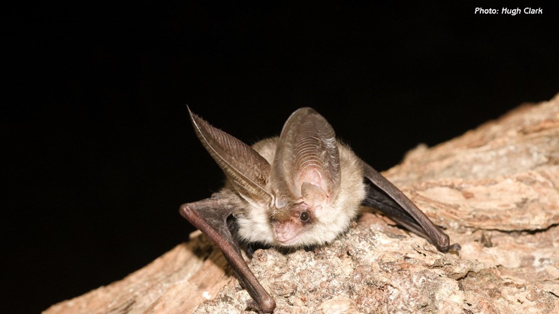 Save our bats! - JustGiving