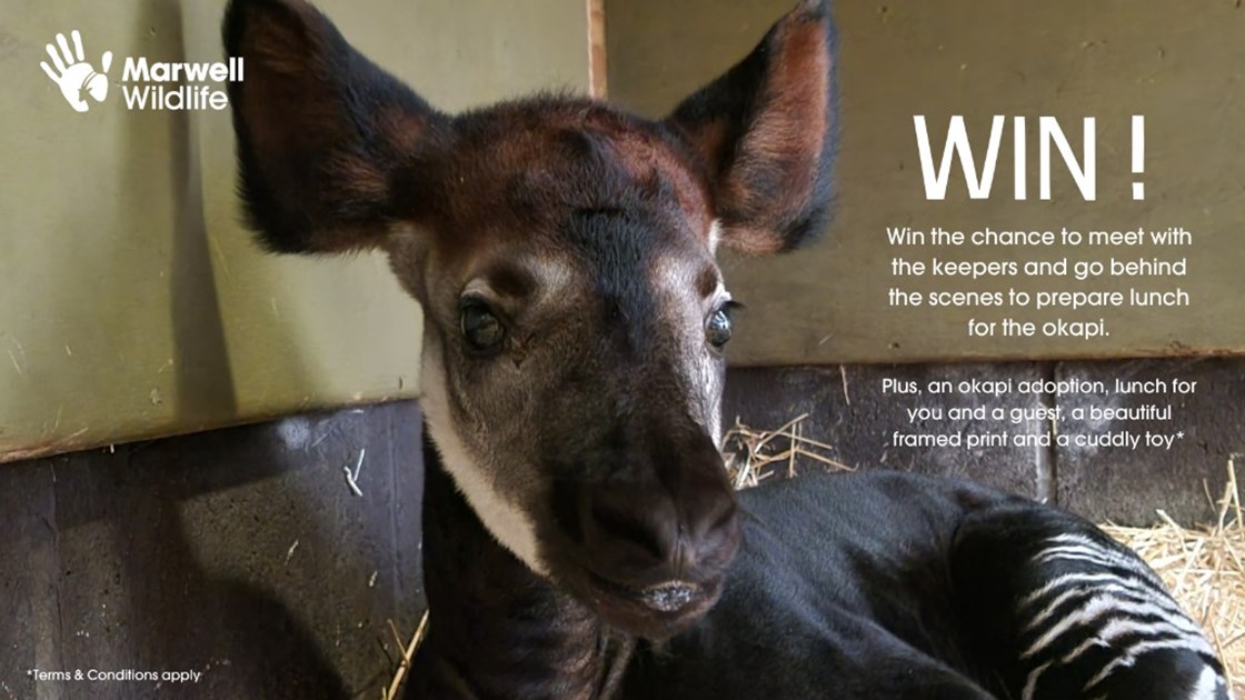World Okapi Day Free Prize Draw - JustGiving