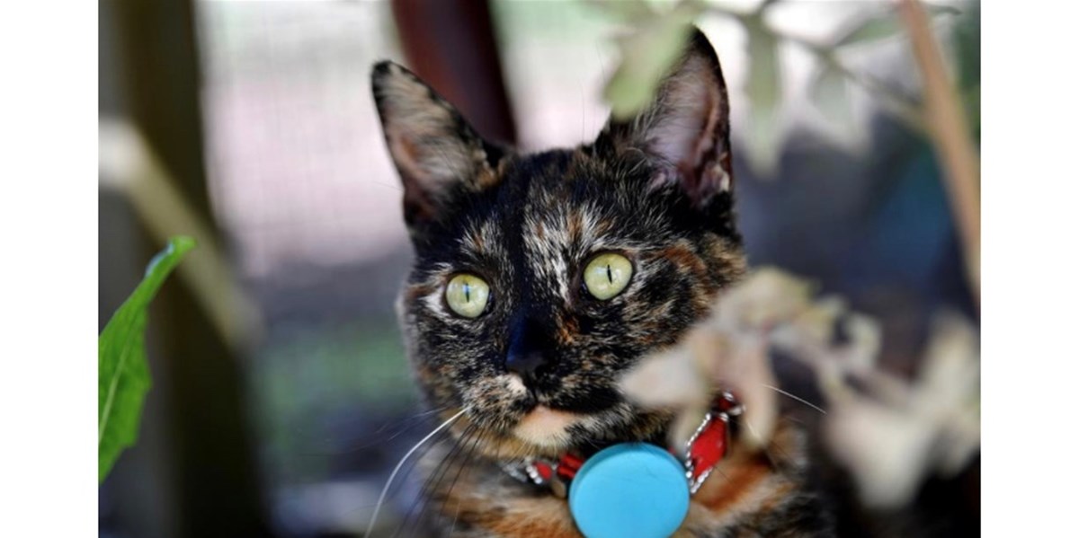 Cat Castle is fundraising for RSPCA Millbrook Animal Centre