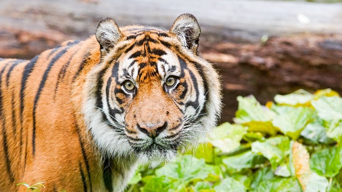 Liam Tuck is fundraising for Zoological Society Of London