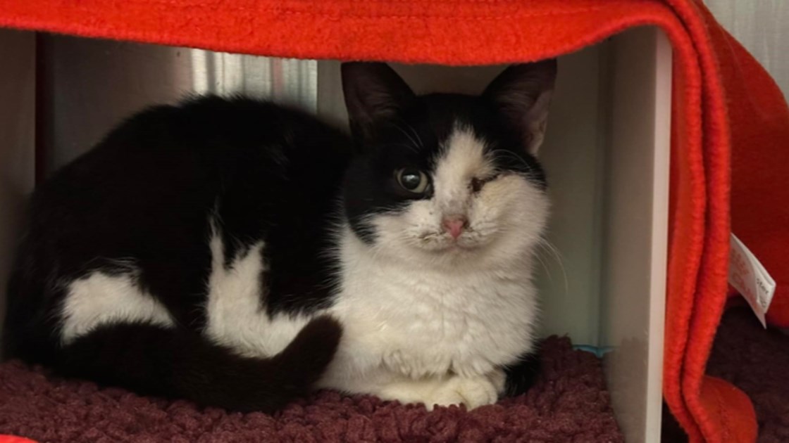 Cats Protection - Dorset Cat Centre is fundraising for Cats Protection