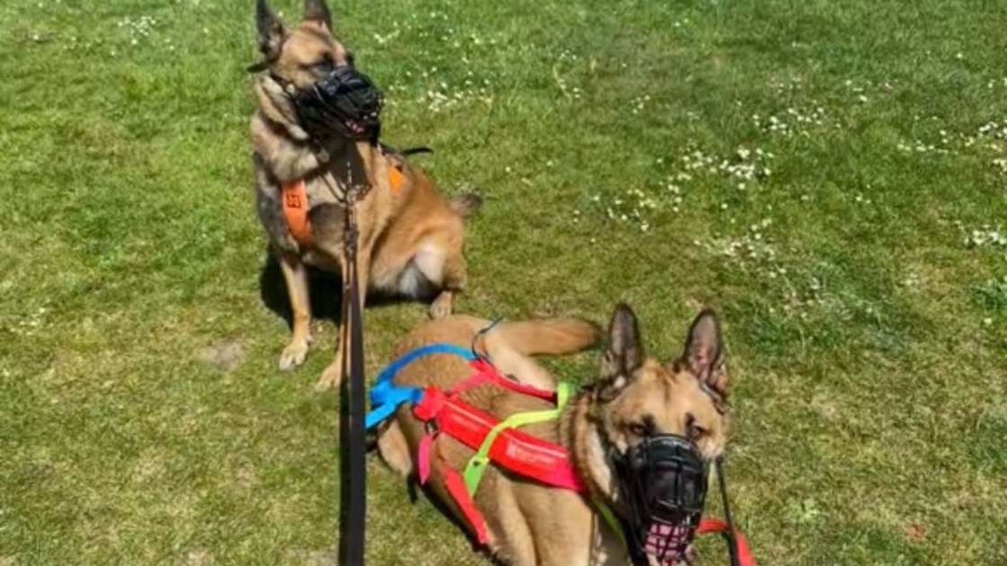 Elizabeth Falconer is fundraising for Brain Tumour Research