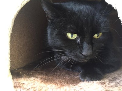 RSPCA Millbrook Animal Centre - JustGiving