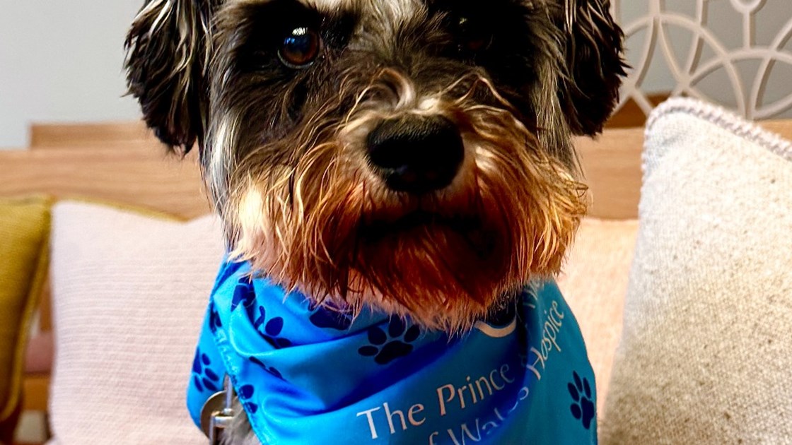 Hospice Dog Dash - JustGiving