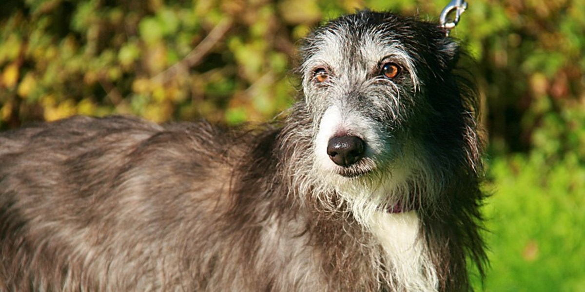 Lisa Cartwright is fundraising for Greyhound Gap