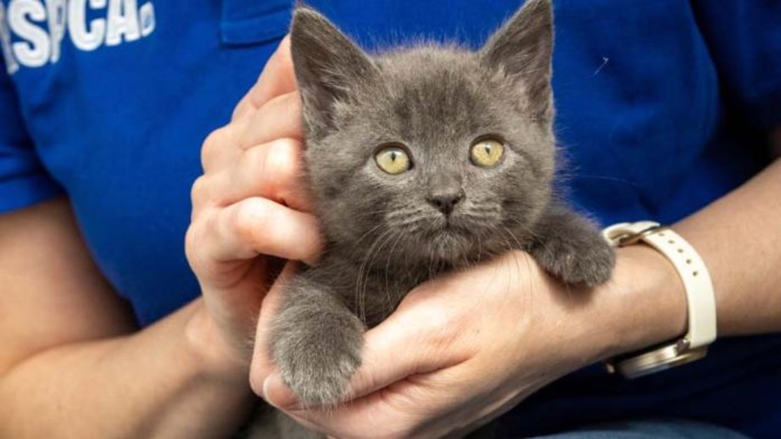 Mark Howarth is fundraising for RSPCA Lincoln