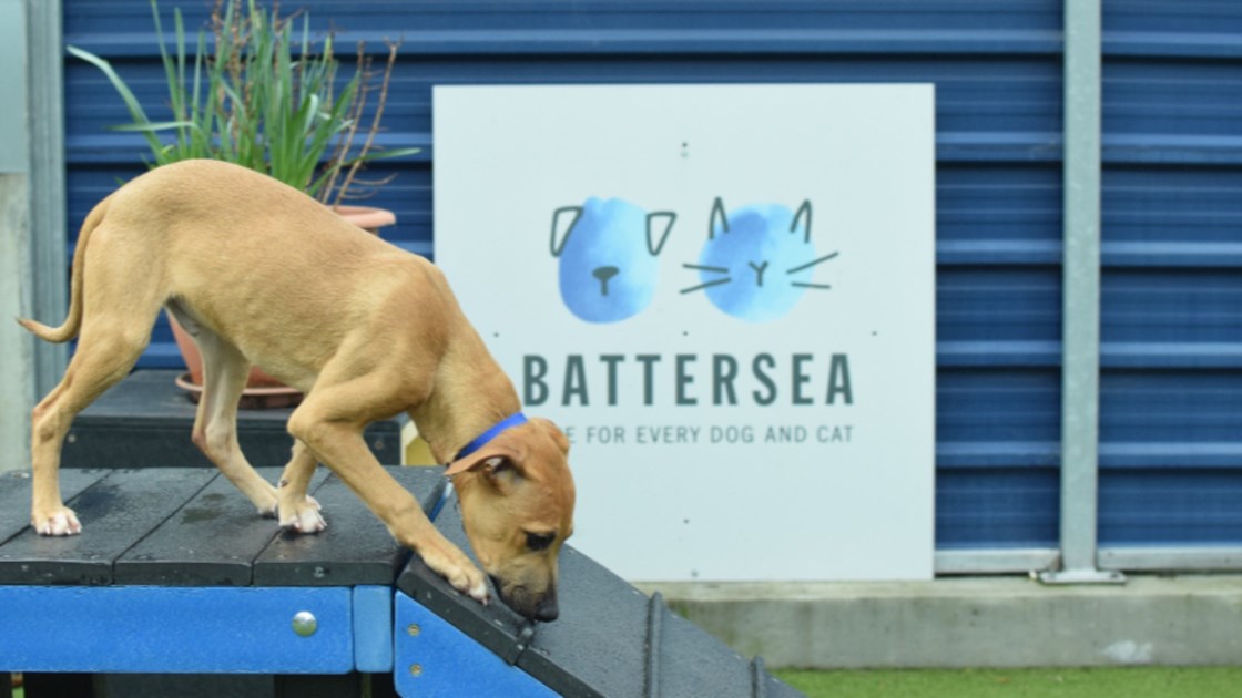 Liam Bridge is fundraising for Battersea