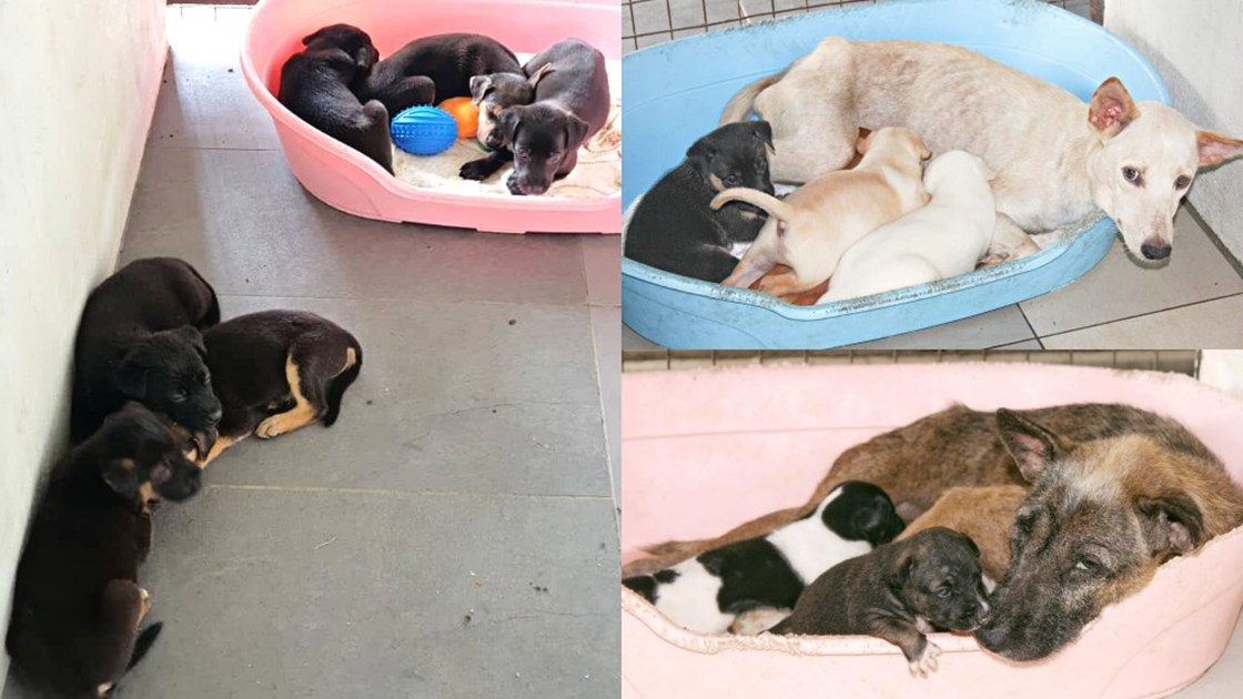 URGENT APPEAL: Puppies and mother dogs rescued from the streets of ...