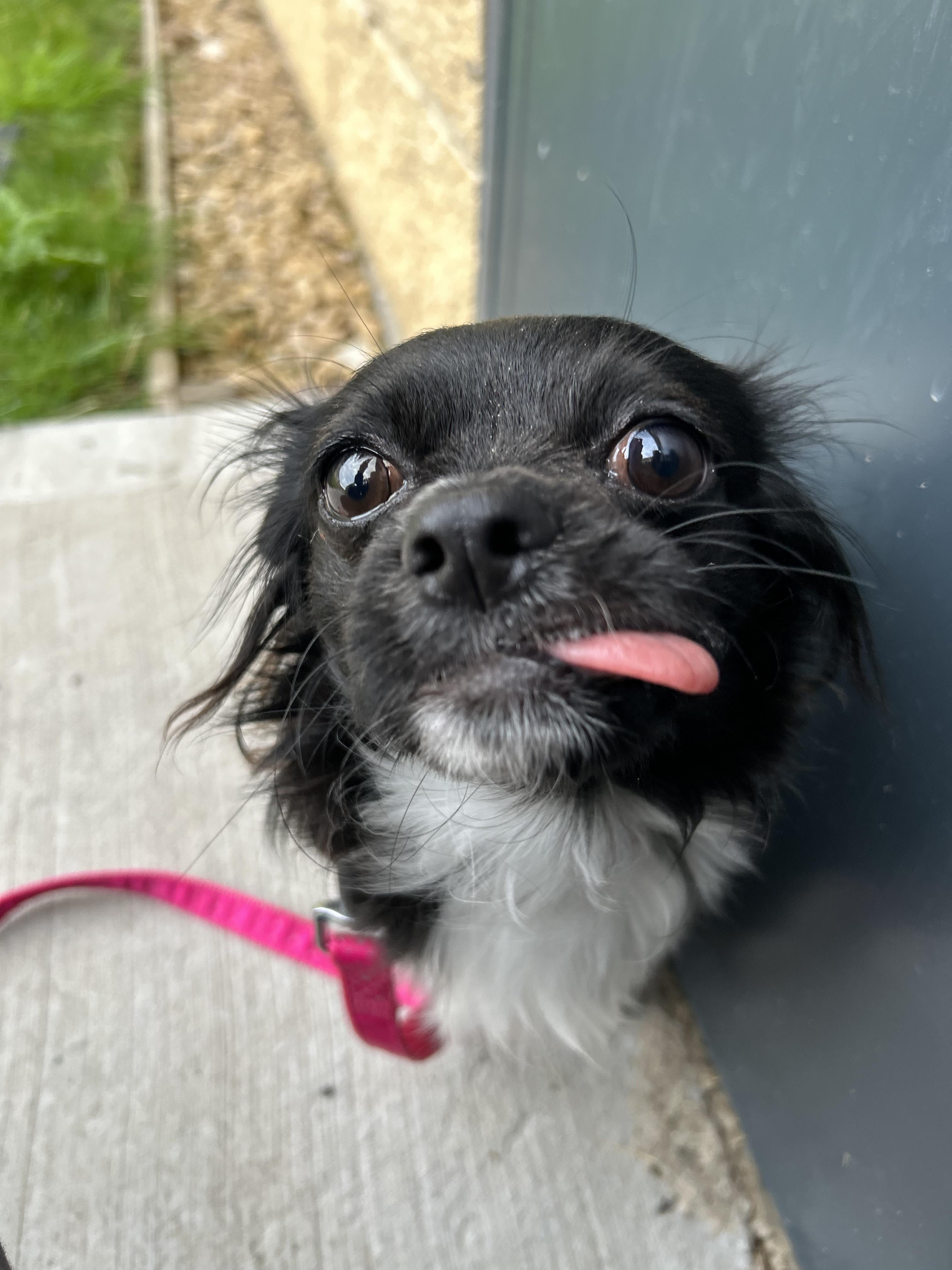Help for Marley - JustGiving