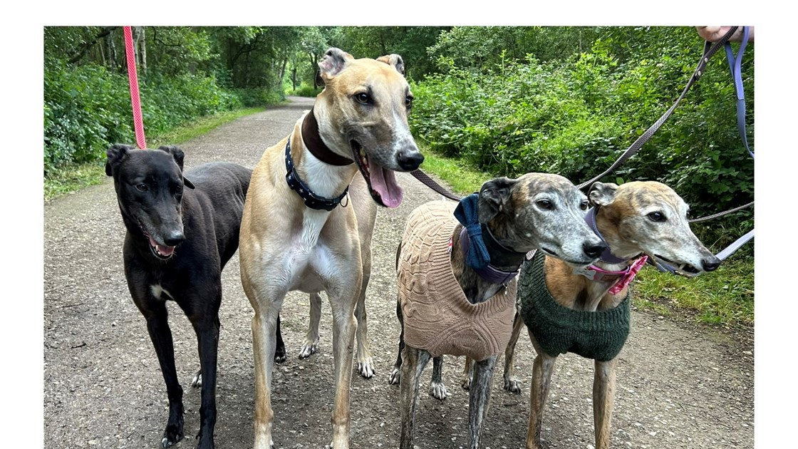 Team Tia is fundraising for Tia Greyhound & Lurcher Rescue