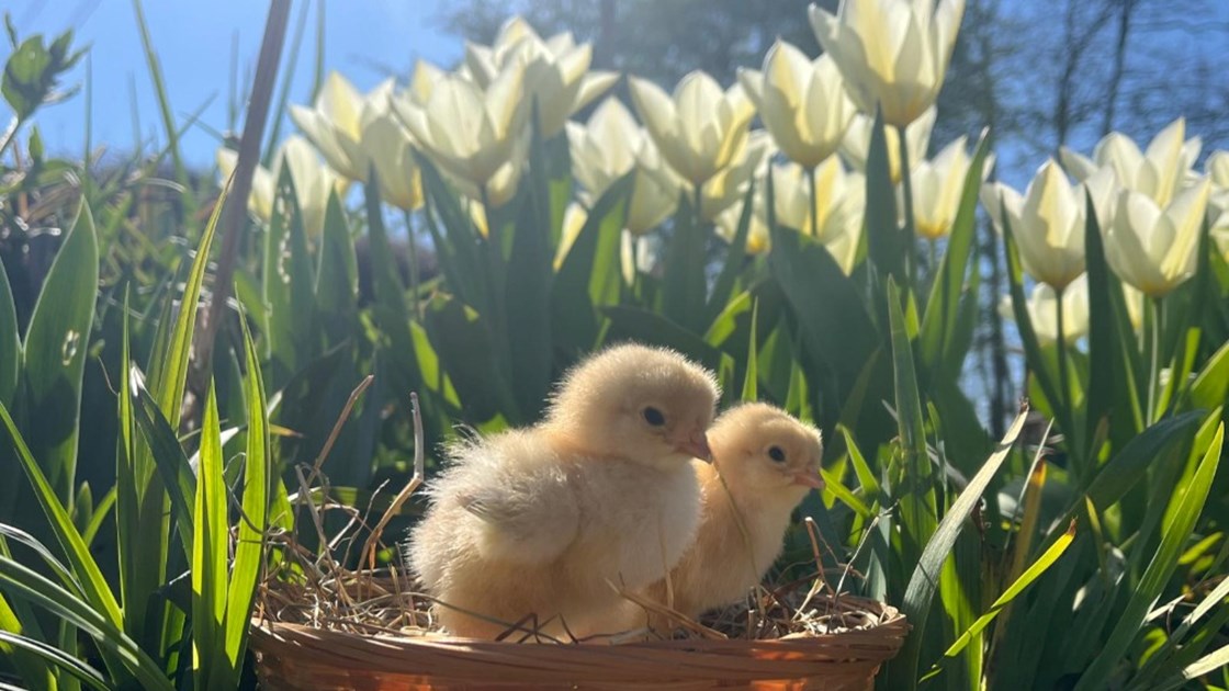 Spring is Here—Help Our City Farm Bloom! - JustGiving