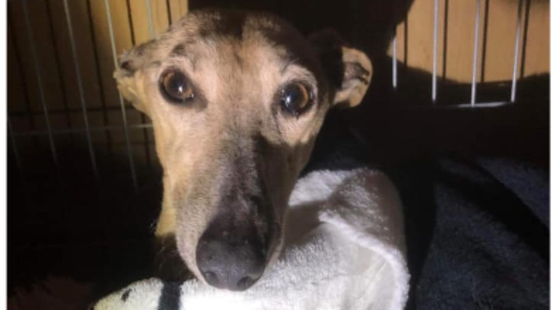 Bring them home - an urgent appeal by Candy Cane Rescue - JustGiving