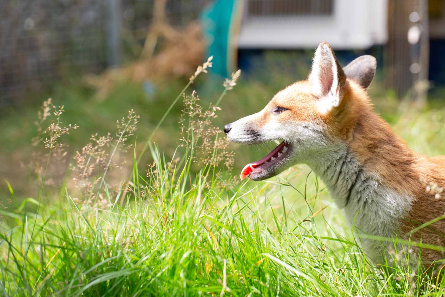 URGENT Orphan Fox Release Fund - JustGiving