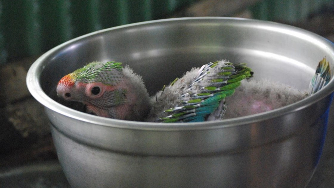 Macaw Chick Naming Contest - JustGiving