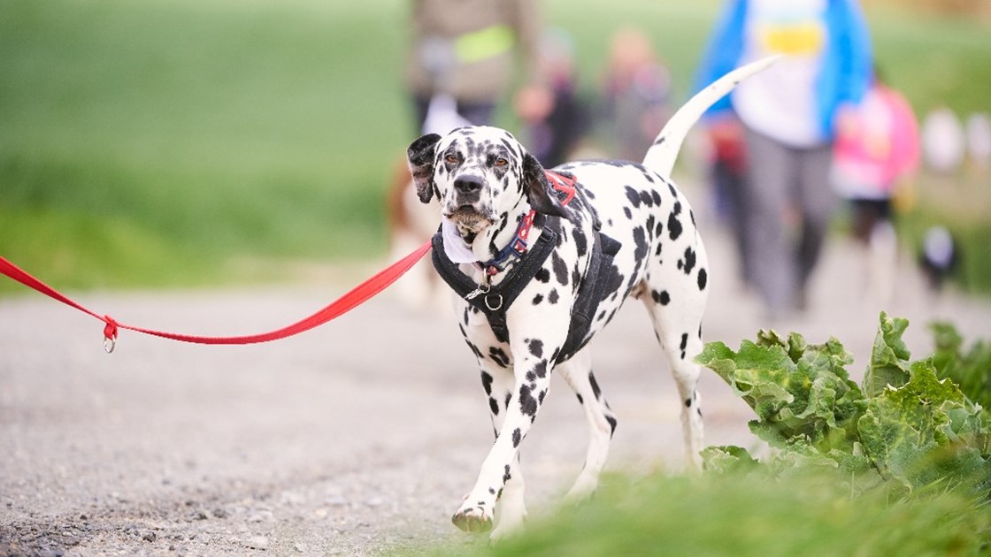 World Big Dog Walk Challenge with Battersea - JustGiving