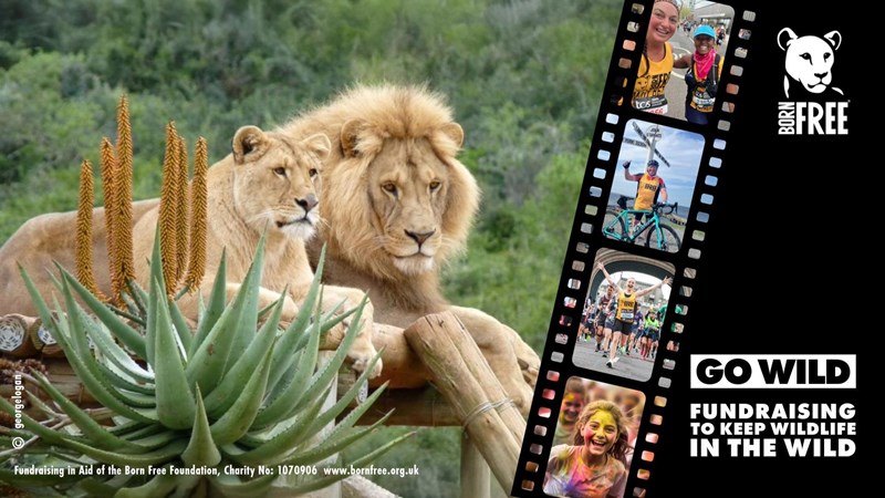 stephen waddington is fundraising for Born Free Foundation