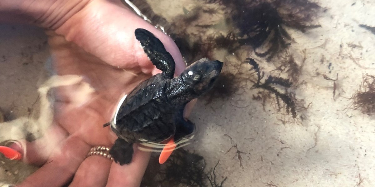 Tamzin Forrest is fundraising for Travelteer Impact