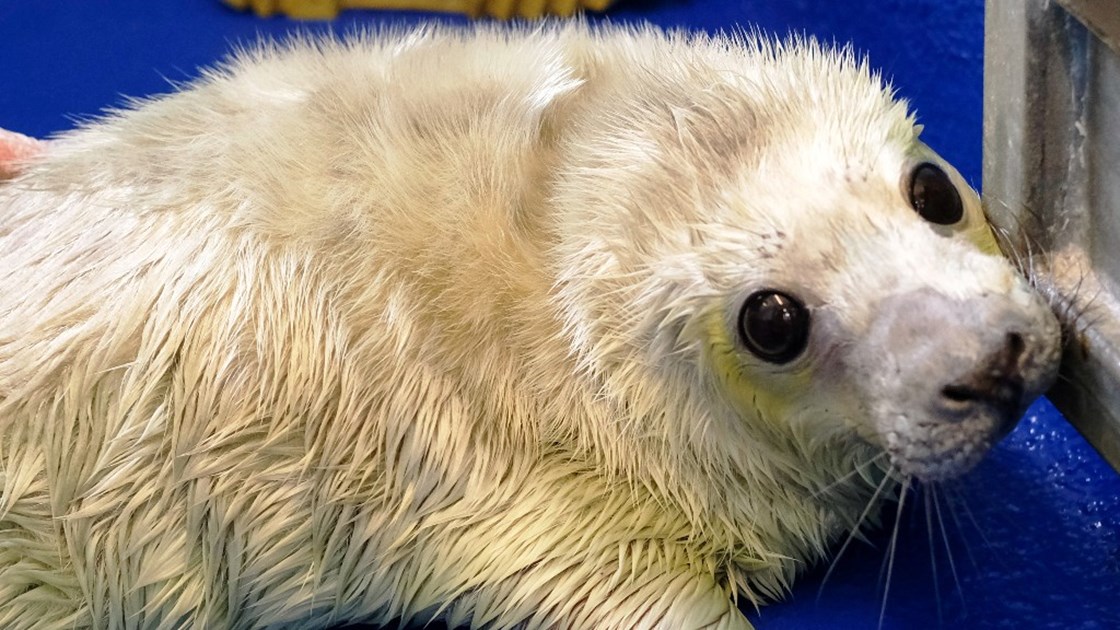 Put Pups First - JustGiving