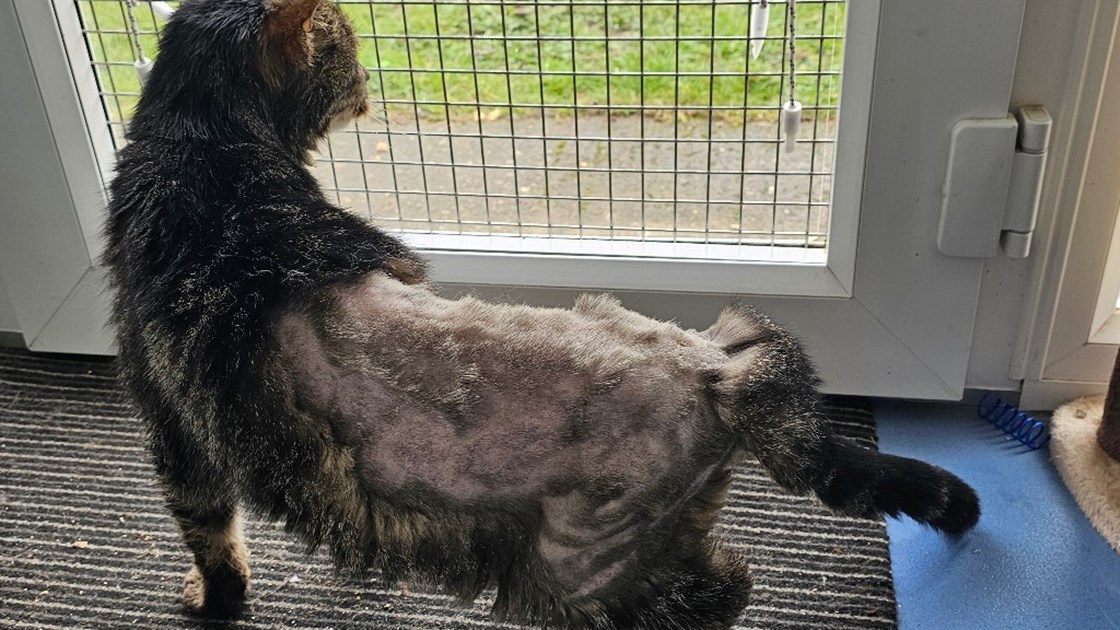 20 Year old rescue cat BUZZ - JustGiving