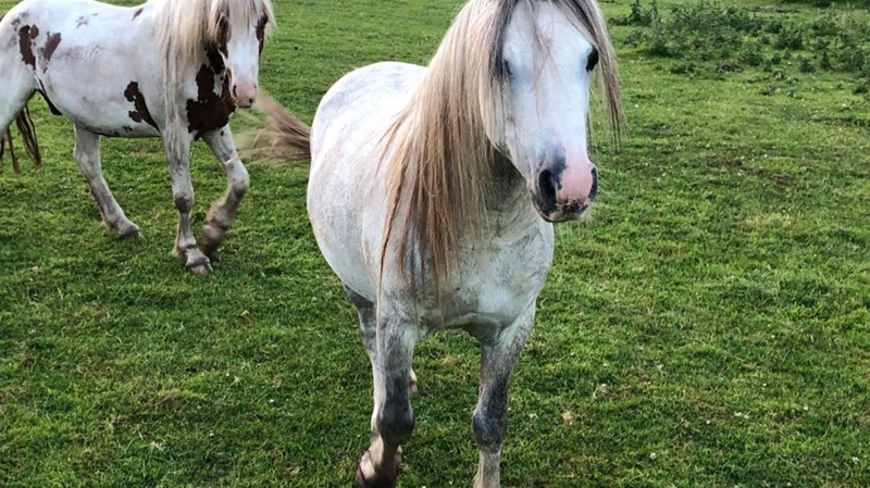 Marion Popkin is fundraising for Welsh Pony Rescue & Rehoming ...