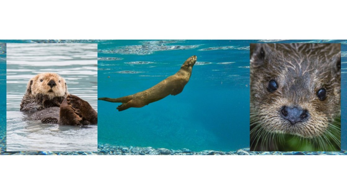 IOSF World Otter Day 2023 Raffle - JustGiving