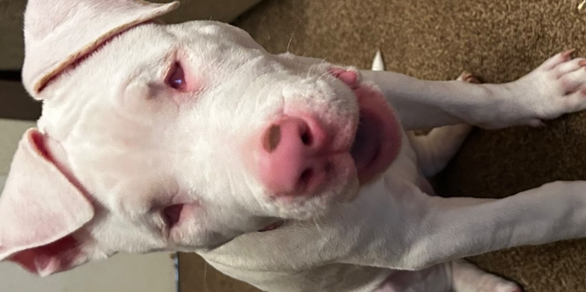 Pauline Simm is fundraising for Pebbles Legacy