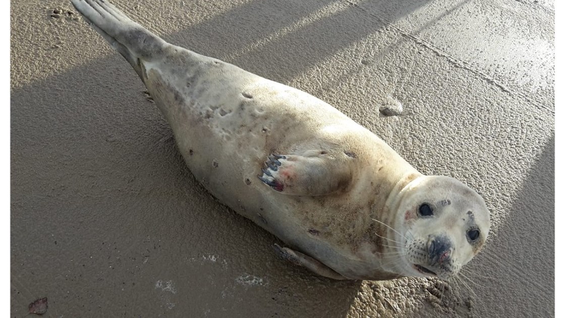 BDMLR Newcastle Middlesbrough - JustGiving