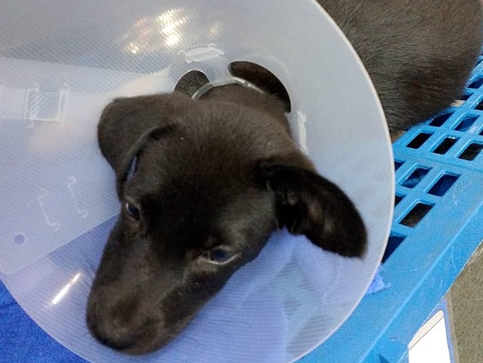 APPEAL: Will you help us save Milly the puppy's life? - JustGiving