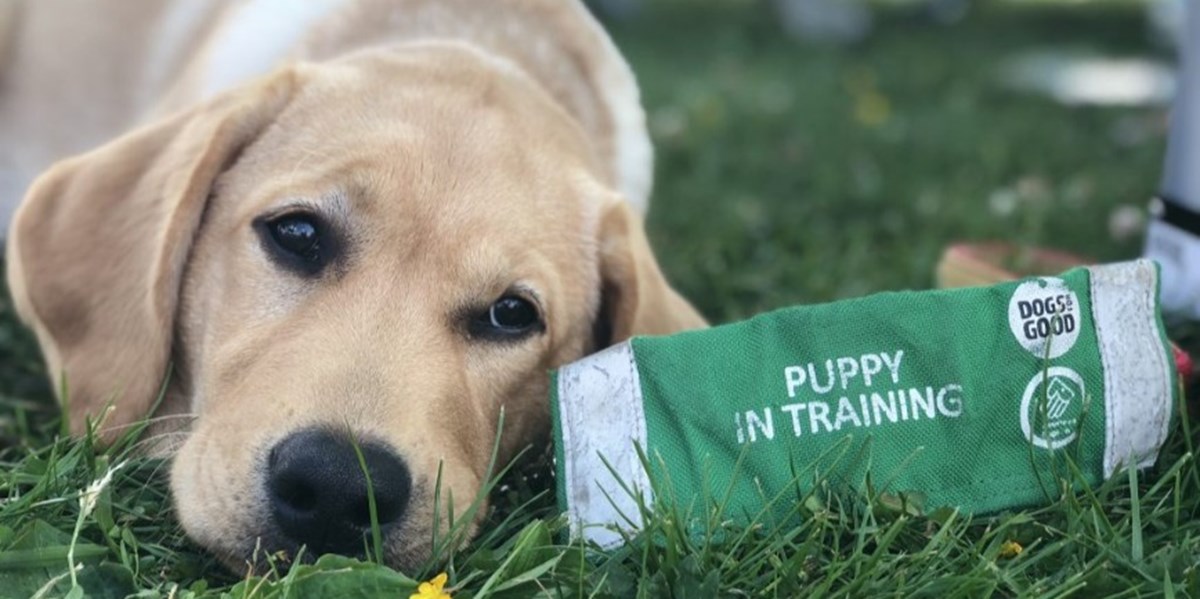 Beachborough School is fundraising for Dogs For Good