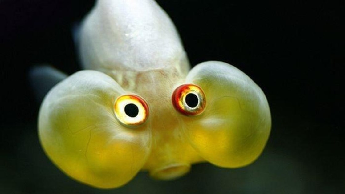 Save the Fish AJ - JustGiving