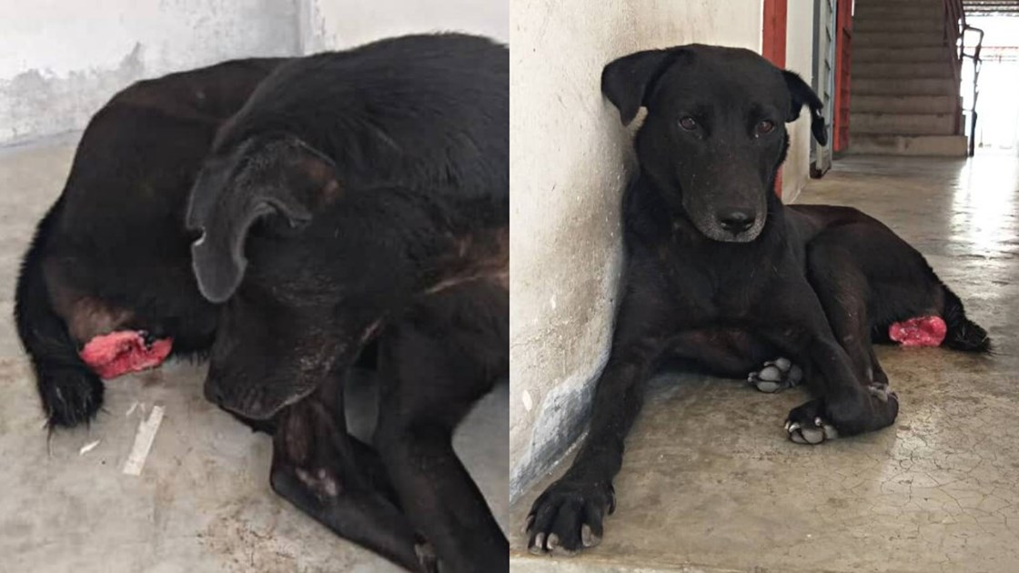 URGENT APPEAL: Donations desperately needed to help Blacky overcome TVT ...