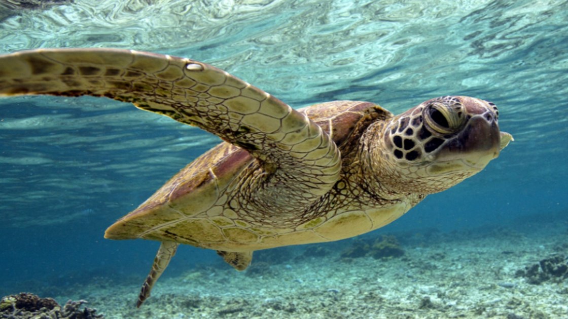 Leah Thomas is fundraising for Travelteer Impact