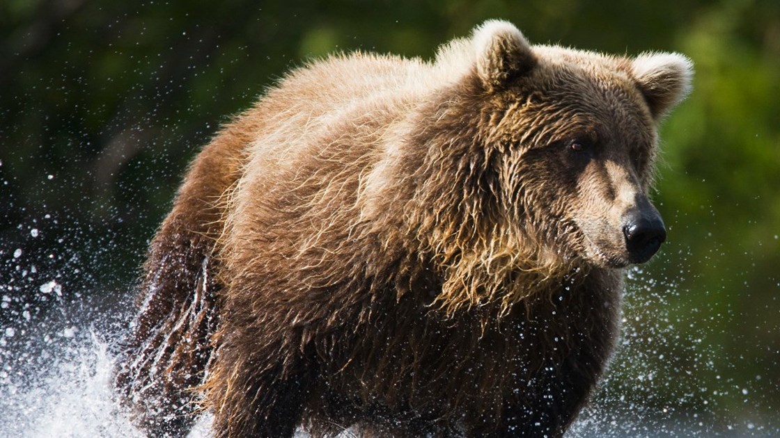 FOBS Sponsored Run 2022 - Year R - Bears - JustGiving