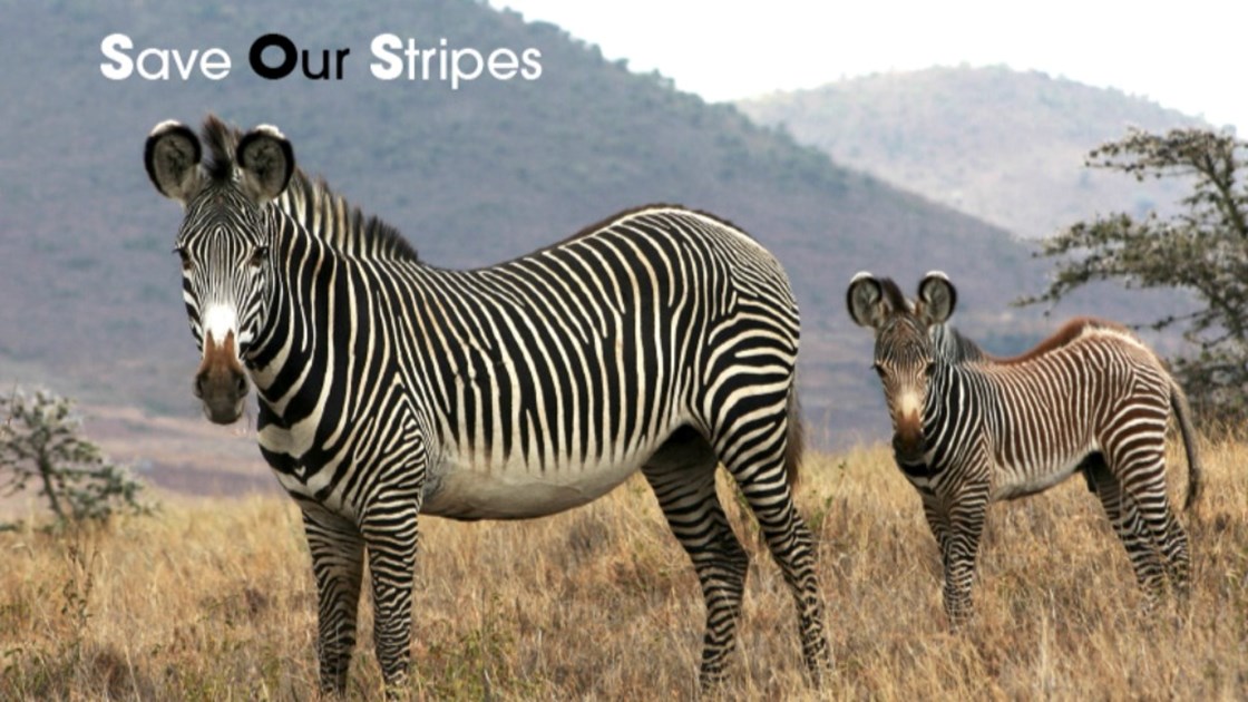 Save Our Stripes - JustGiving