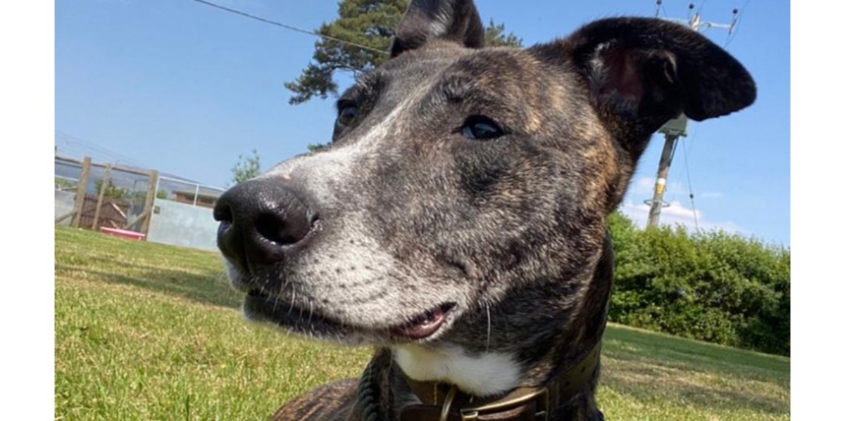 Sarah Harrison is fundraising for Eden Animal Rescue