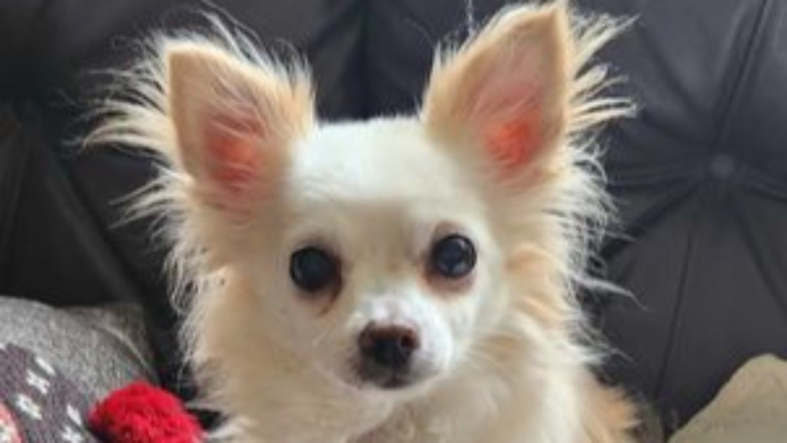 BENJI NEEDS HELP - JustGiving