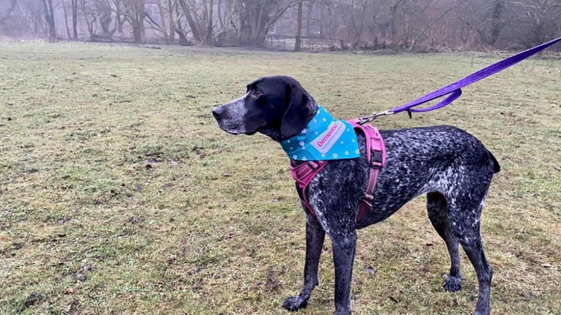 March Dog Walking Challenge 2023 - JustGiving