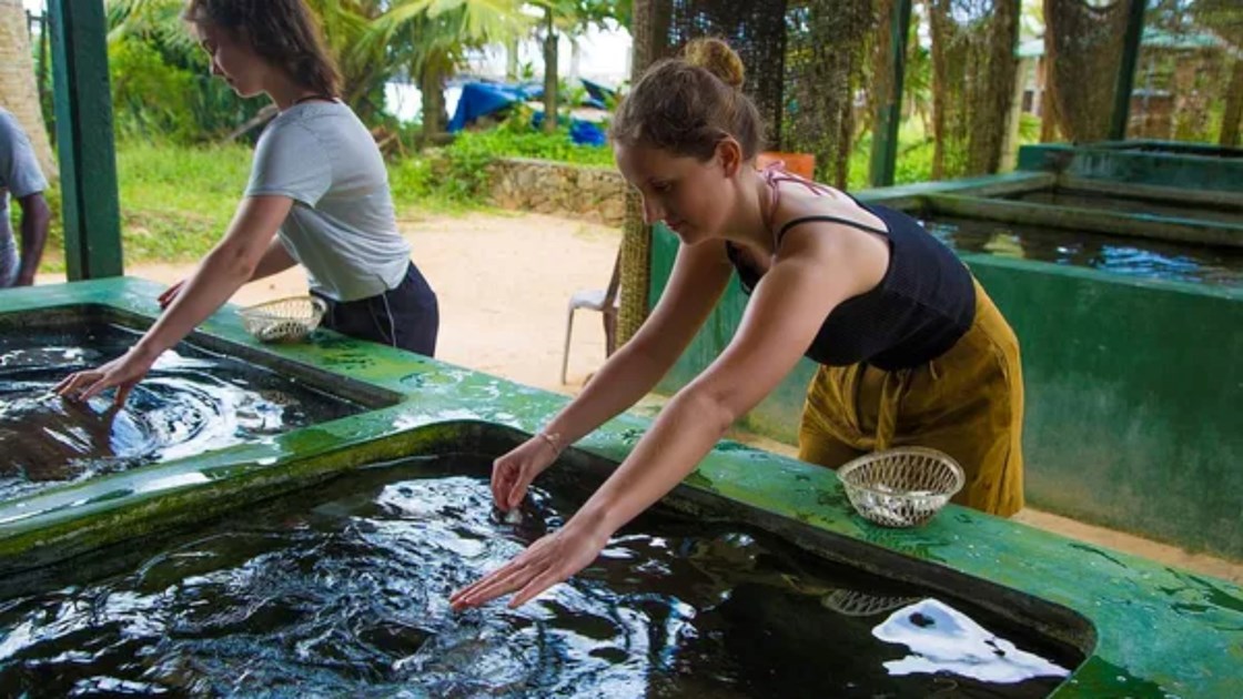 averil iaquaniello is fundraising for Travelteer Impact