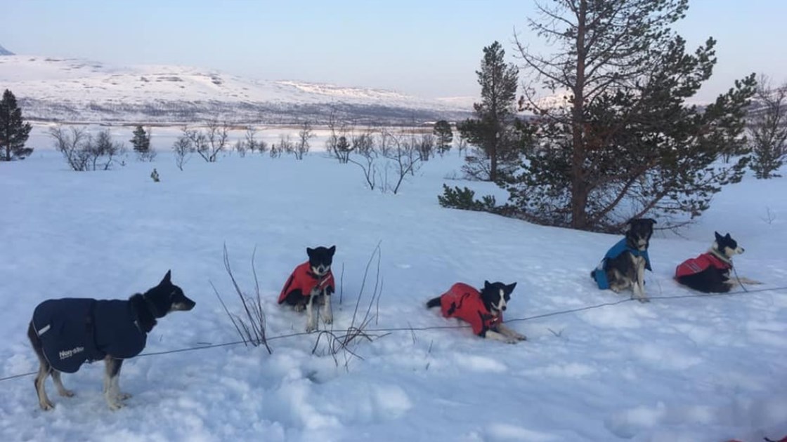 LSU Rag DARE Deferrals 2020 - JustGiving