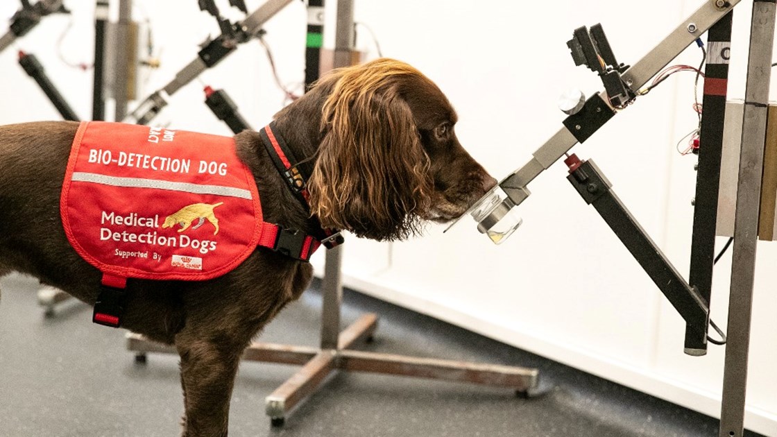 Medical Detection Dogs Urgent Bowel Cancer Project - JustGiving