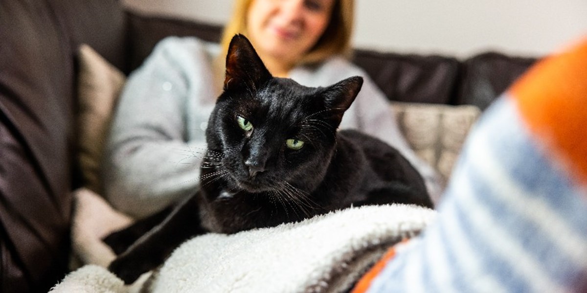 Devon and Cornwall Cats Protection is fundraising for Cats Protection