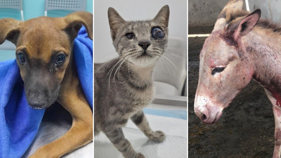 ANIMAL CARE FUND: Urgent donations needed to support sick, injured ...