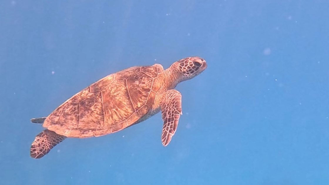 Alice Smart is fundraising for Travelteer Impact