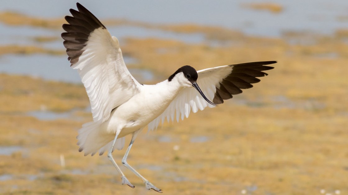 Can you help develop Restharrow Scrape Nature Reserve for Wildlife and ...