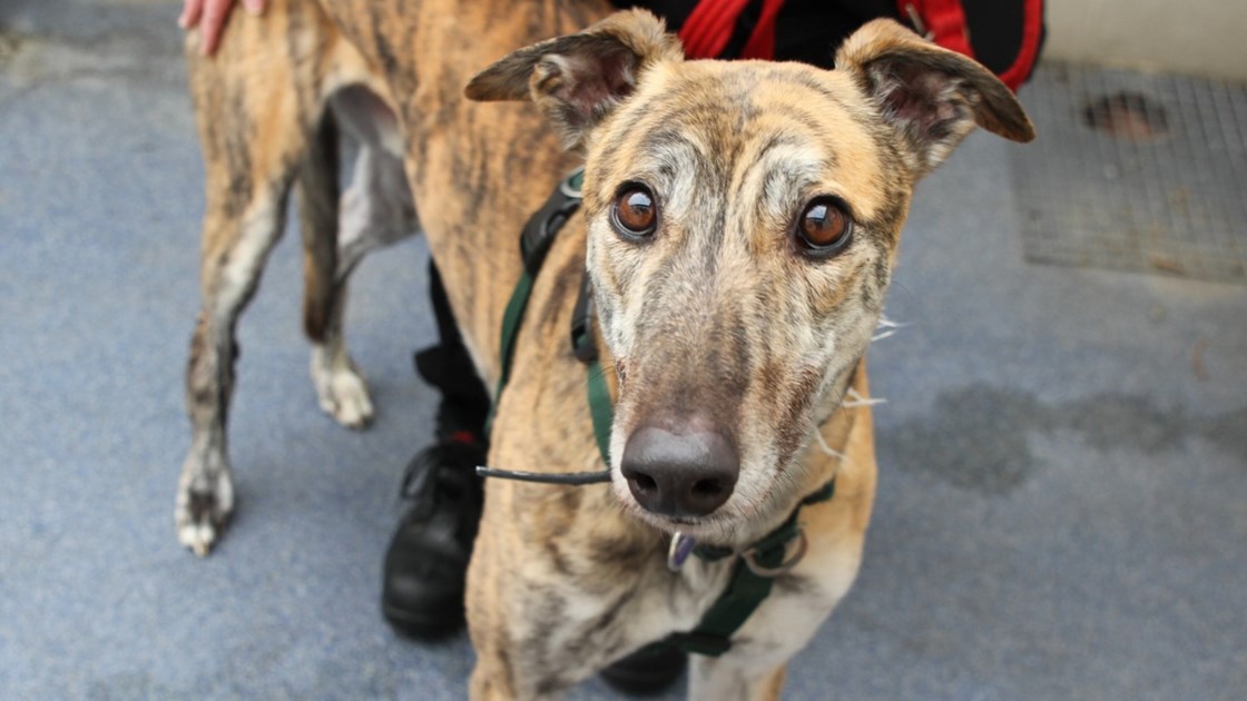The Mayhew Animal Home - JustGiving