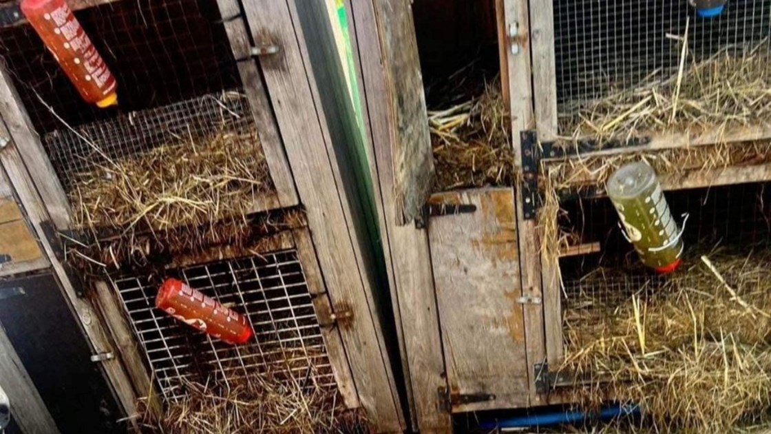 Real Rabbits, Real Responsibilities - JustGiving