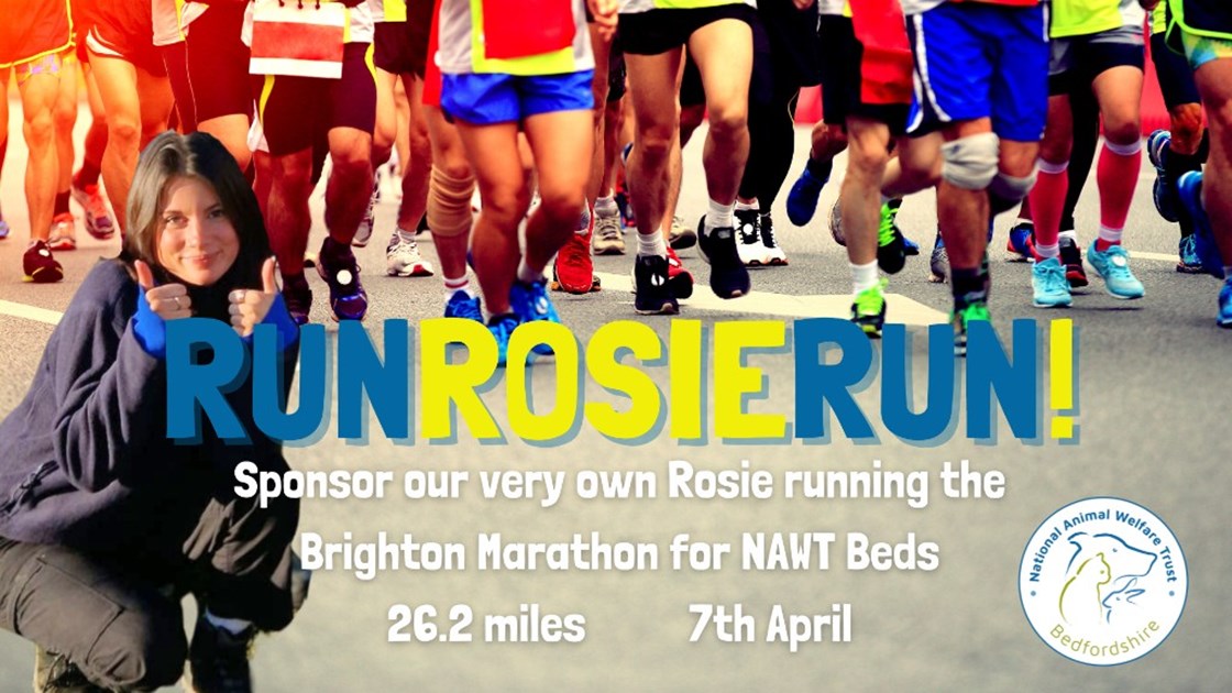 Run Rosie Run - JustGiving