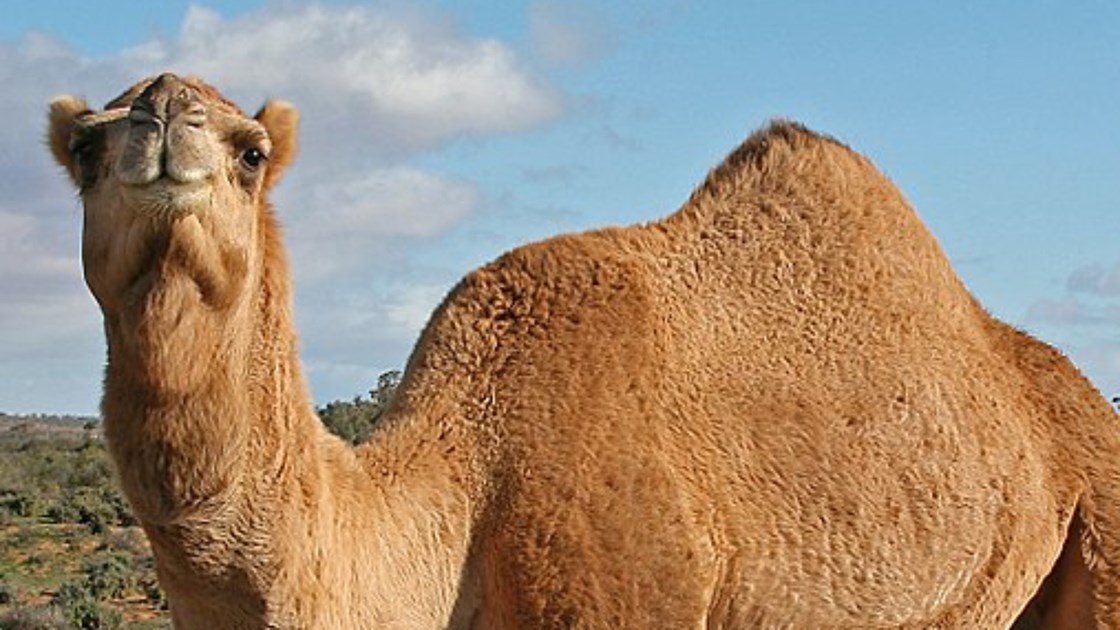 Amalie Roe is fundraising for Travelteer Impact