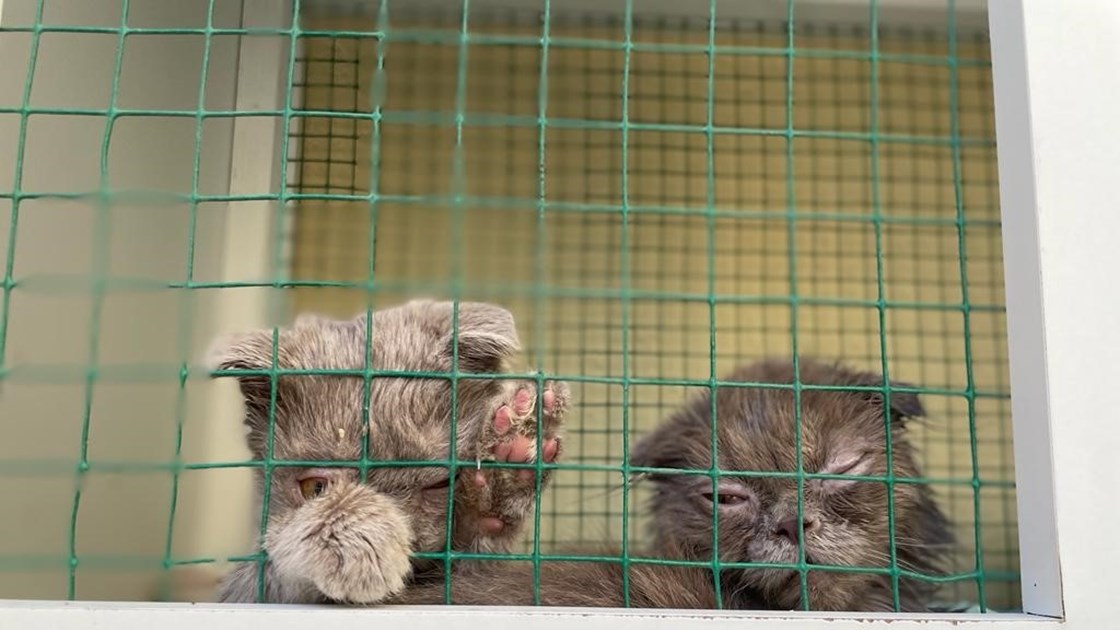 A roof over our heads - Paws Rescue Qatar - JustGiving